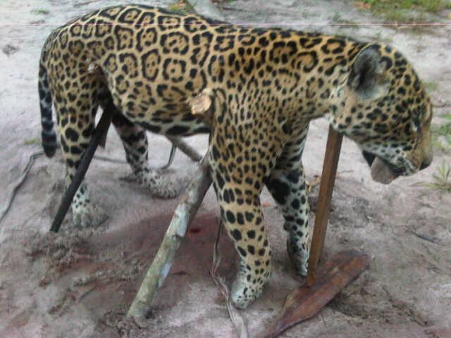 Jaguar killed after terrorizing villagers for two months - INews Guyana