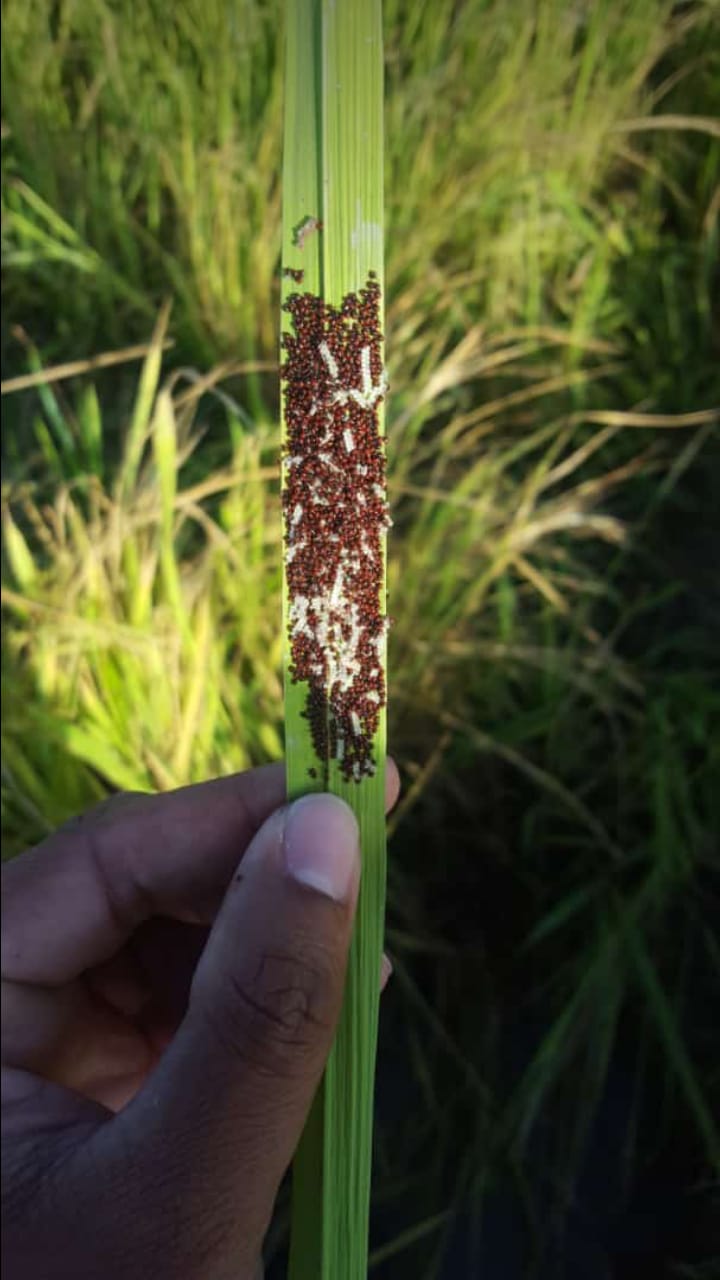 Berbice farmers predict major losses again from paddy bug infestation ...